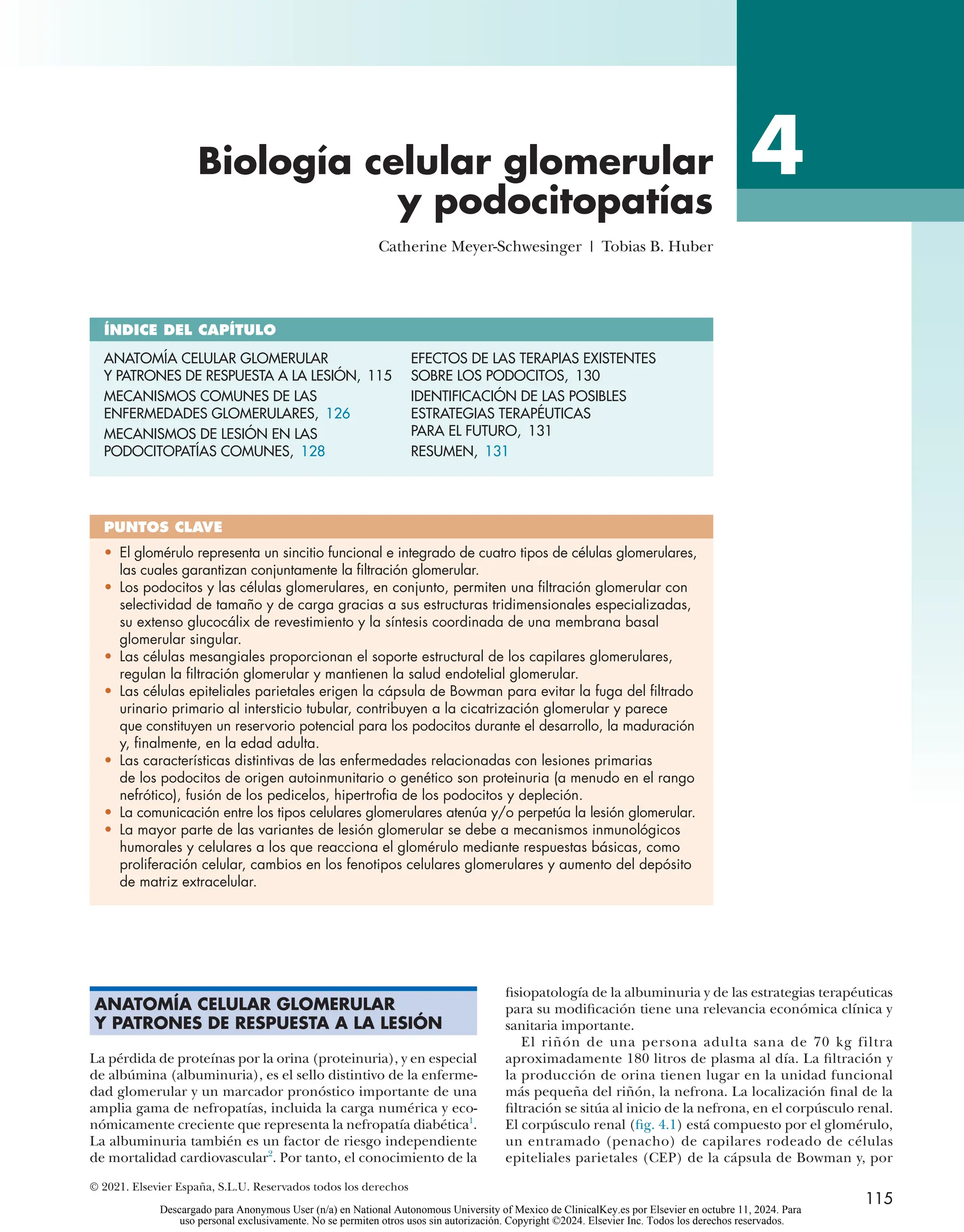 Biología celular glomerular y podocitopatías.pdf