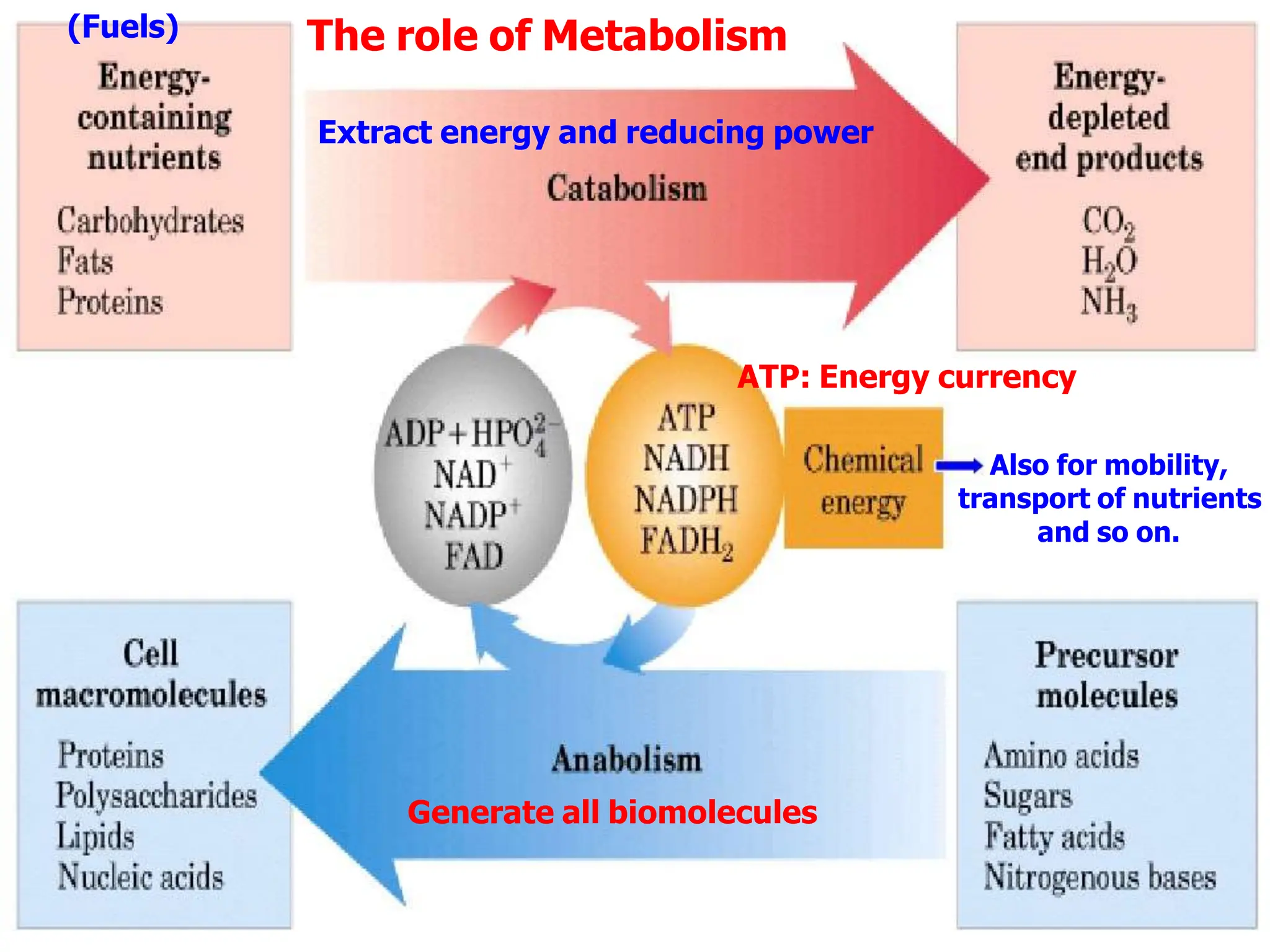 BIOMOLEKUL dalam ilmu biologi strata S1.pptx