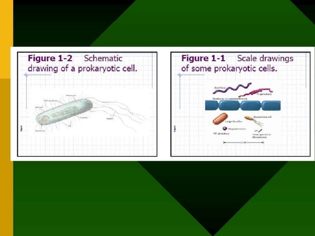 BIOMOLEKUL dalam ilmu biologi strata S1.pptx