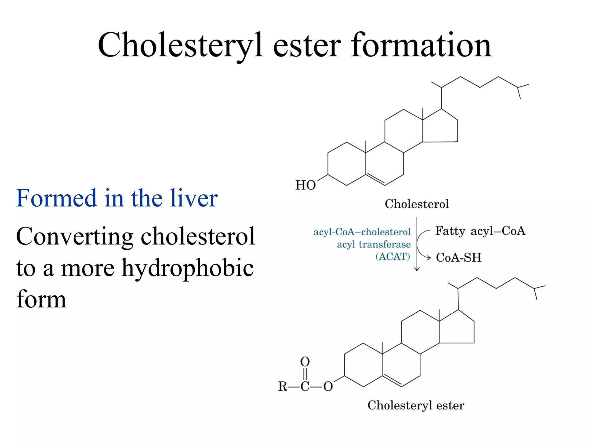 Biosynthesis of cholesterol --Sir Khalid (Biochem) | PPT