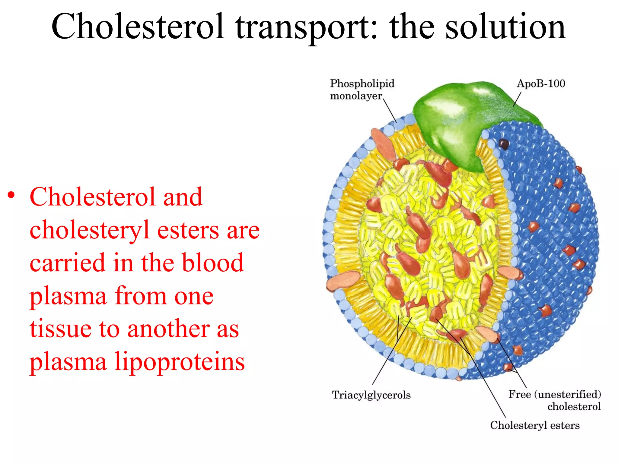 Biosynthesis of cholesterol --Sir Khalid (Biochem) | PPT