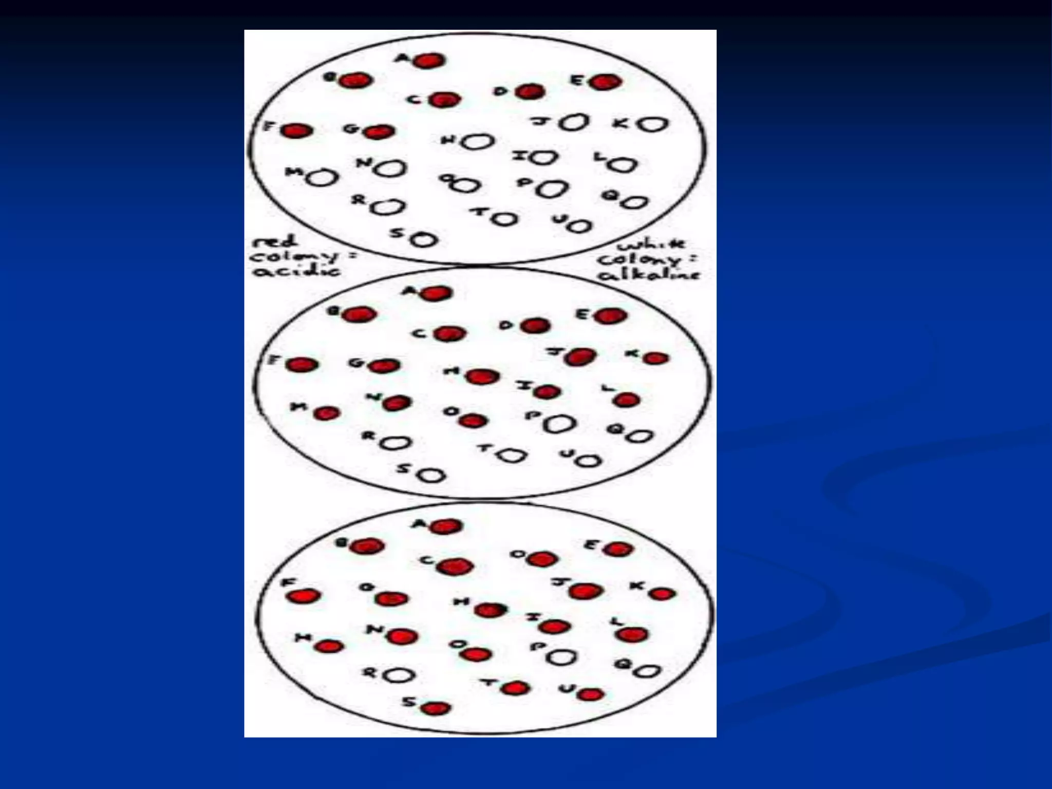 4 blood agar and hemolysis and mac-conkey.ppt