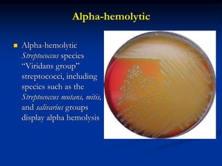 4 blood agar and hemolysis and mac-conkey.ppt