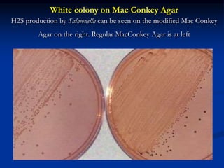 4 blood agar and hemolysis and mac-conkey.ppt