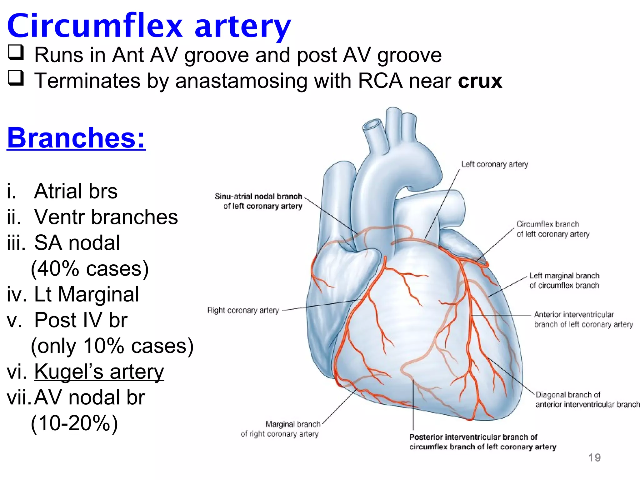 4 blood supply of heart | PPT