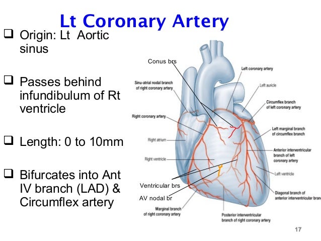 4 blood supply of heart