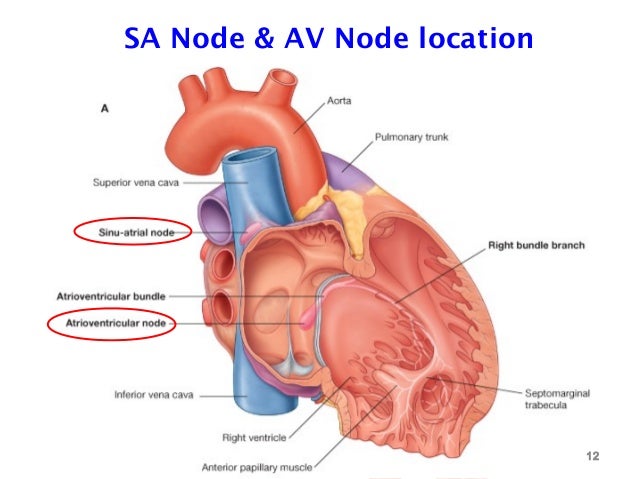 4 blood supply of heart