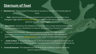 4 bones of animals ca kc.pdfff university | PPT