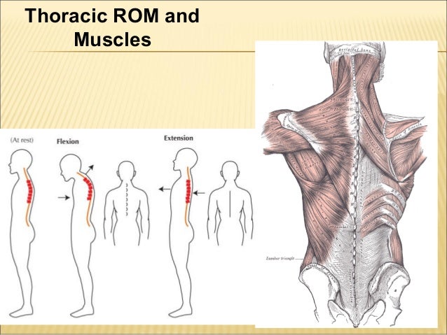 Thoracic spine