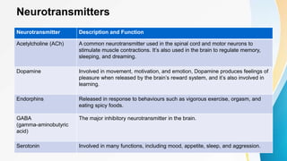 4) Brain and Behaviours.pptx