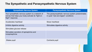 4) Brain and Behaviours.pptx