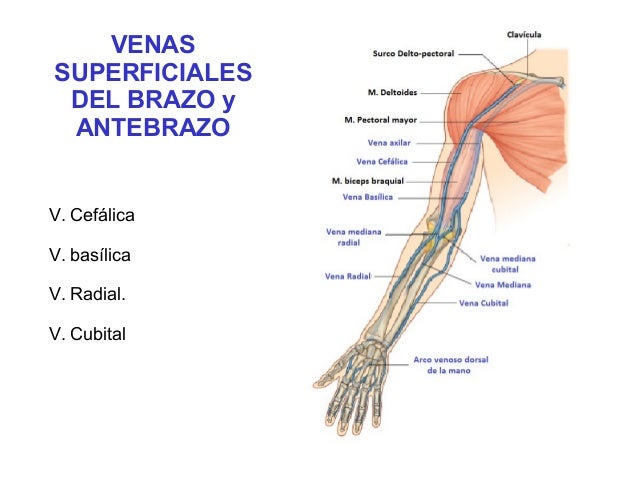 (4) brazo codo - antebrazo - mano