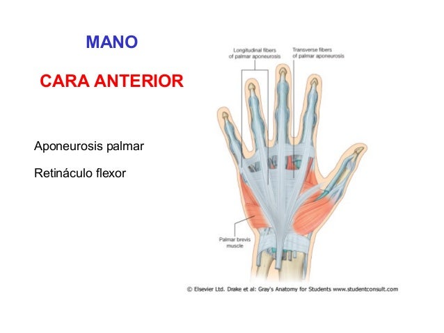 (4) brazo codo - antebrazo - mano