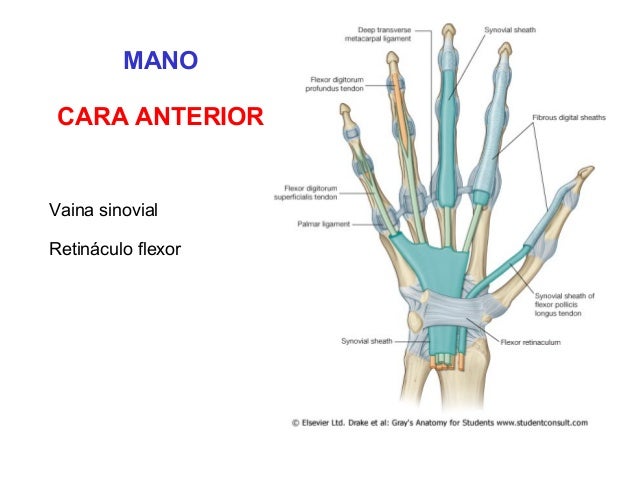 (4) brazo codo - antebrazo - mano