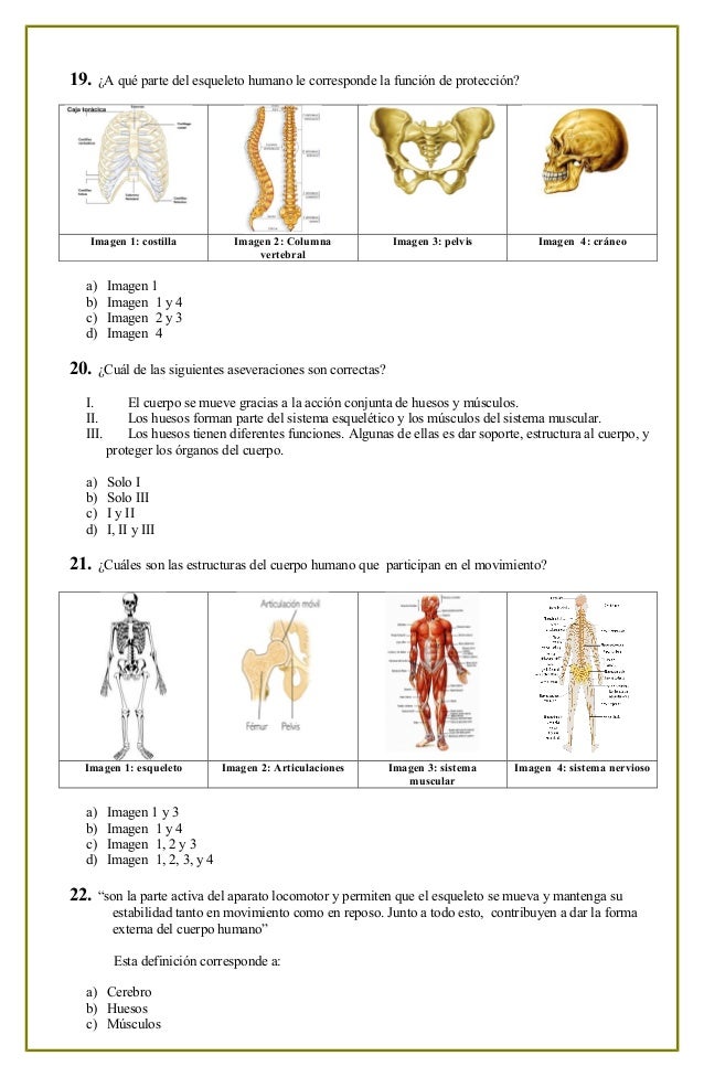 4° básico c. nat. prueba pme