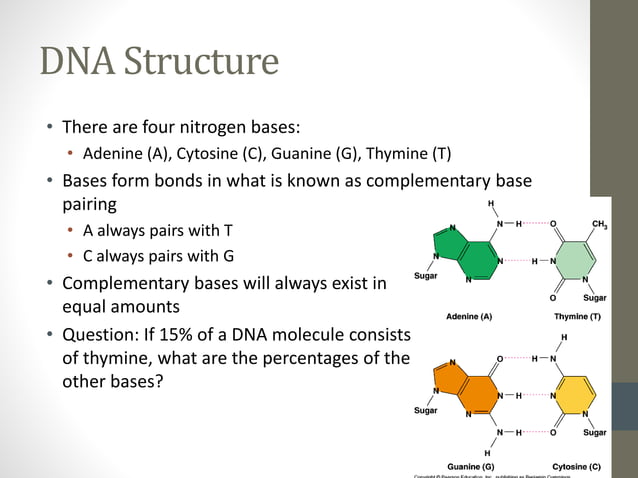 4c dna and protein | PPT
