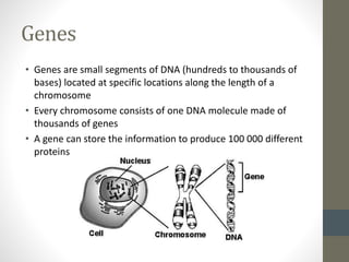 4c dna and protein | PPT