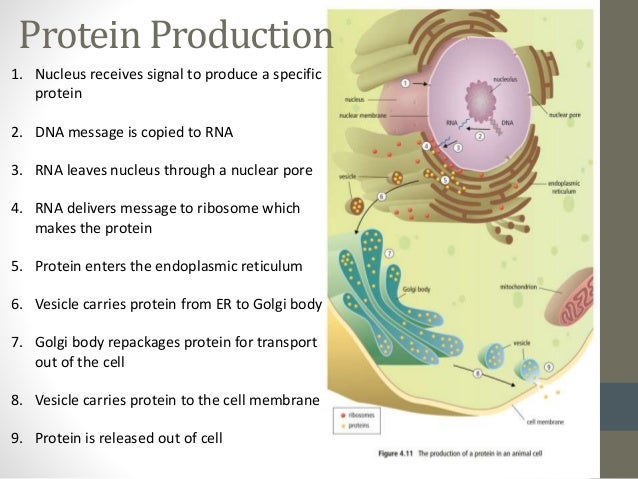 4c dna and protein