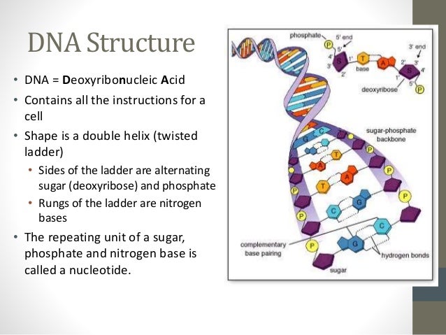 4c dna and protein