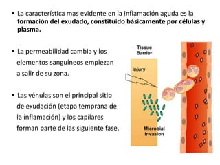 Alteraciones vasculares en la inflamacion | PPTX