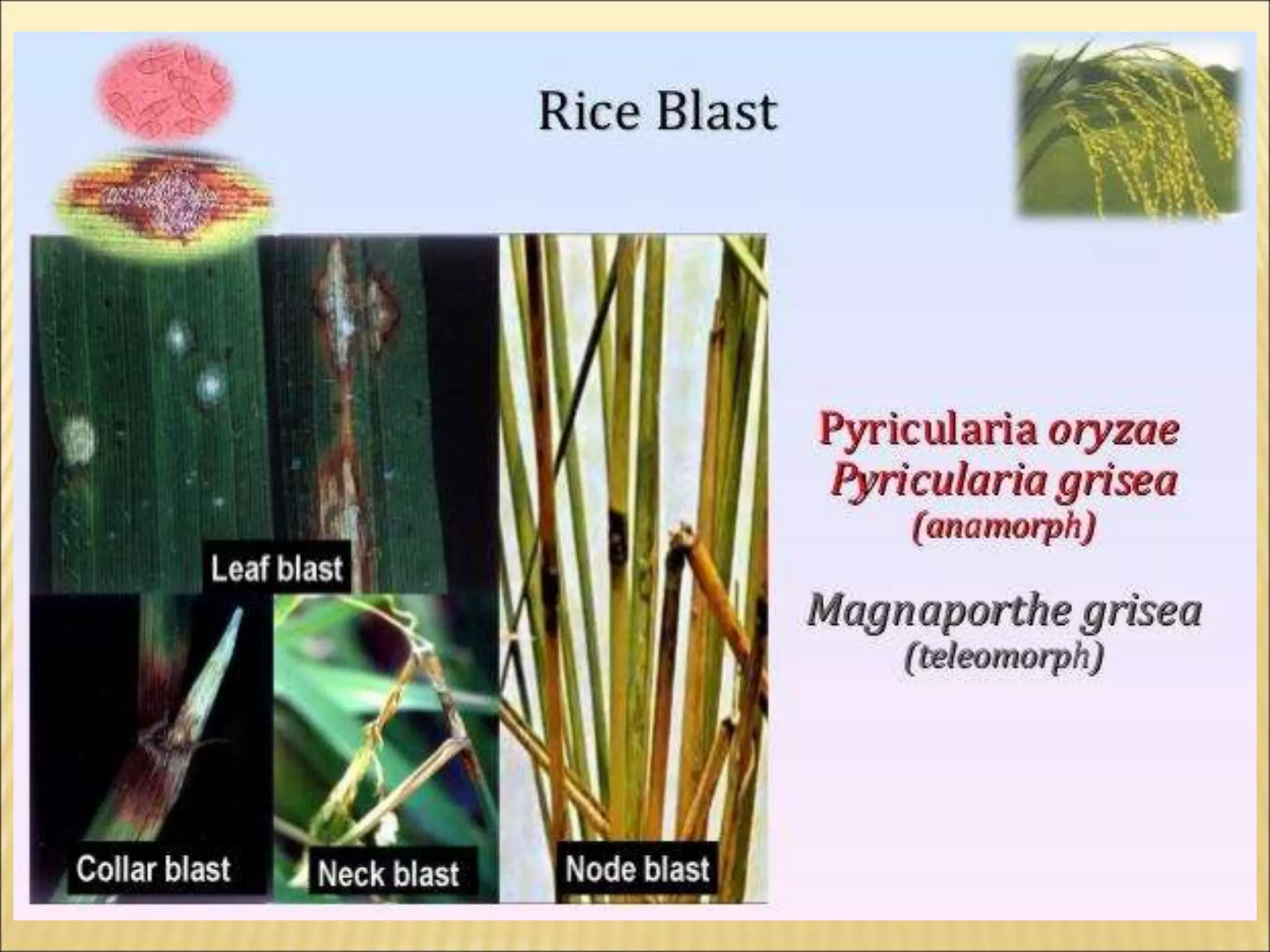In-Silico Identification of inhibitors for Controlling Rice Blast | PPT