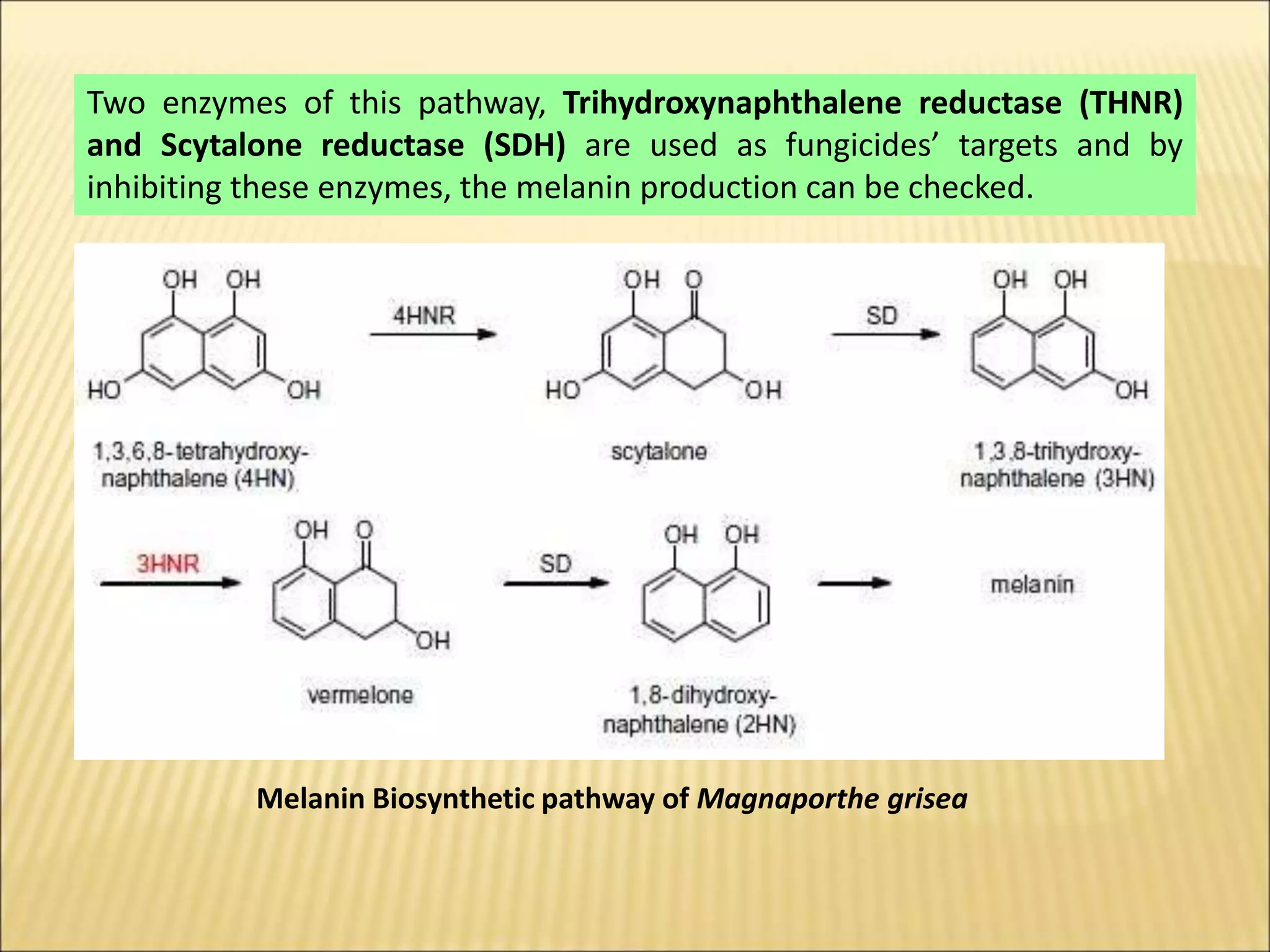 In-Silico Identification of inhibitors for Controlling Rice Blast | PPT
