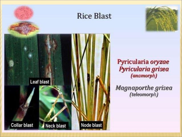 In-Silico Identification of inhibitors for Controlling Rice Blast | PPT