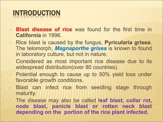 In-Silico Identification of inhibitors for Controlling Rice Blast | PPT