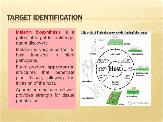 In-Silico Identification of inhibitors for Controlling Rice Blast | PPT