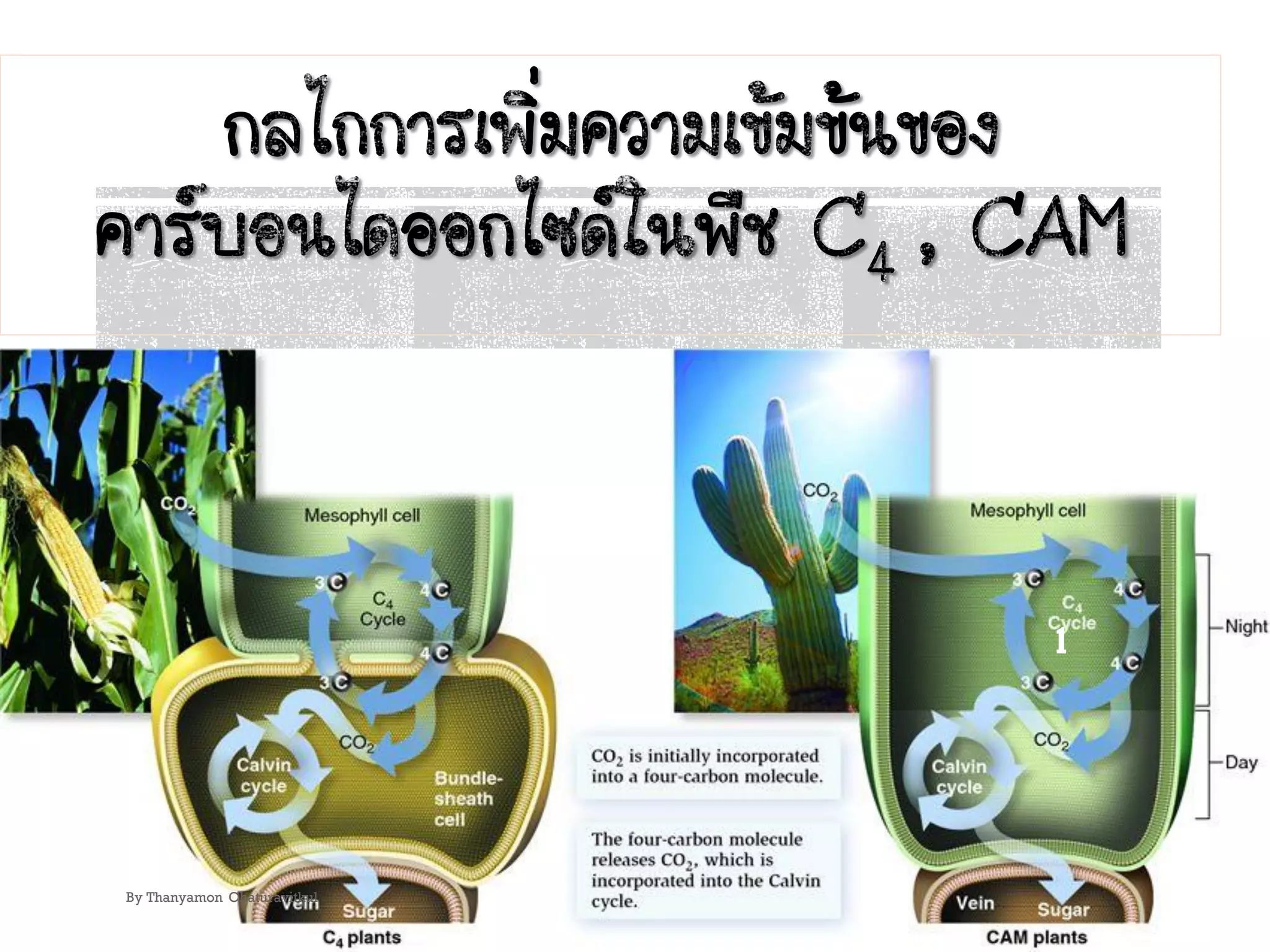 c4 and cam plant | PDF