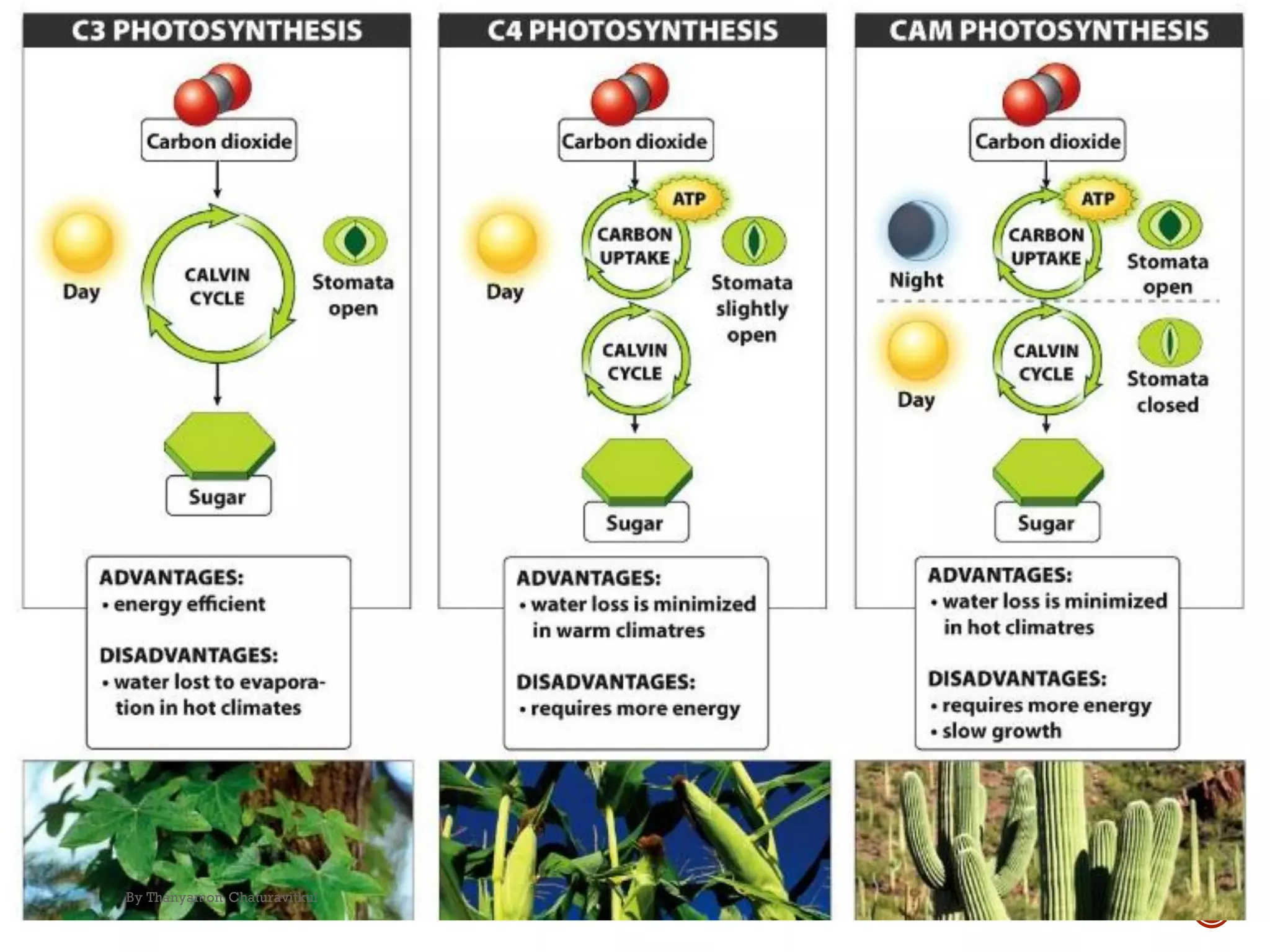 c4 and cam plant | PDF