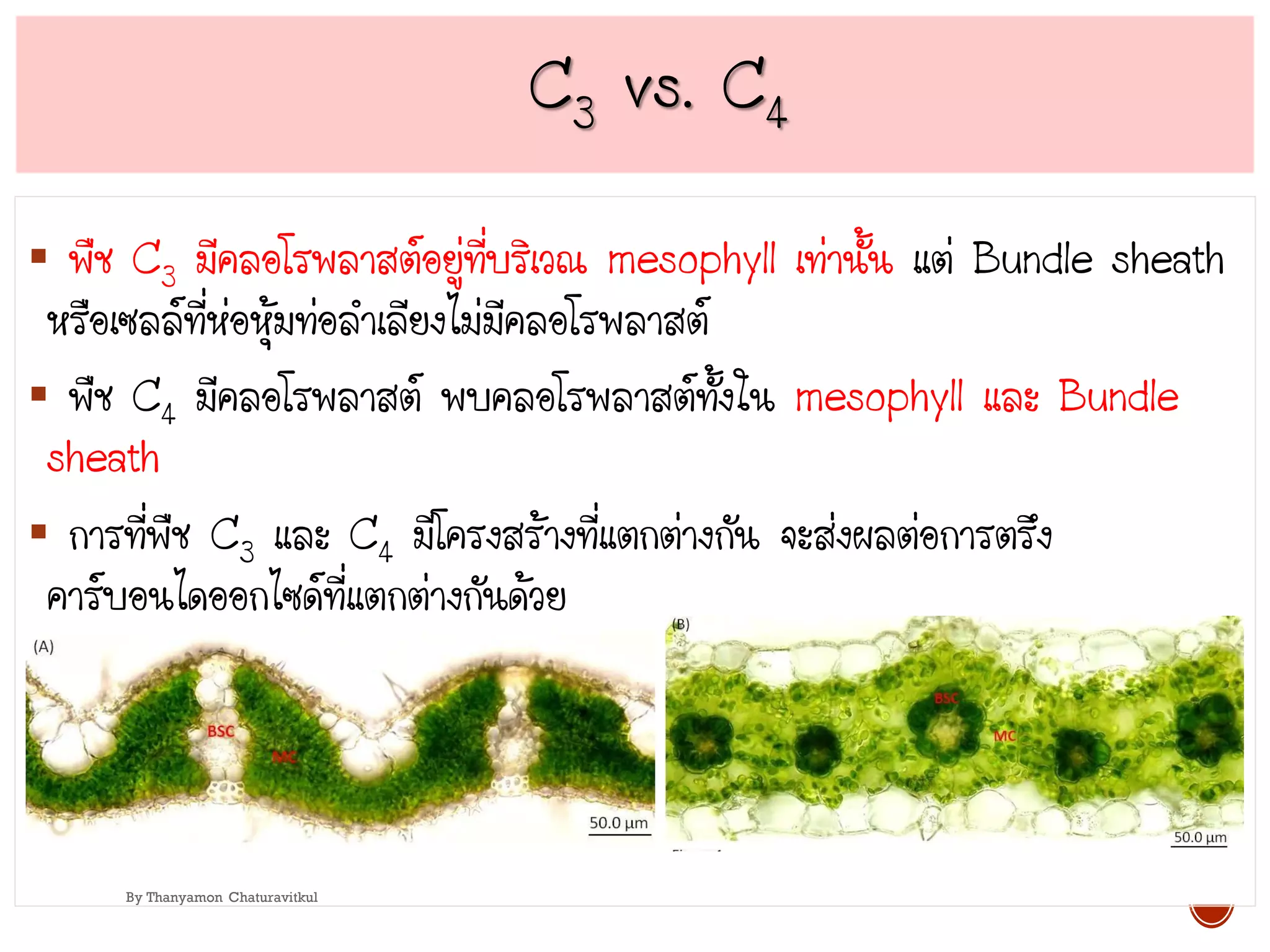 c4 and cam plant | PDF