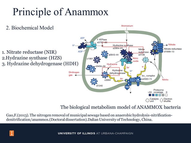 Anammox Process for Nitrogen Removal from Wastewater | PDF