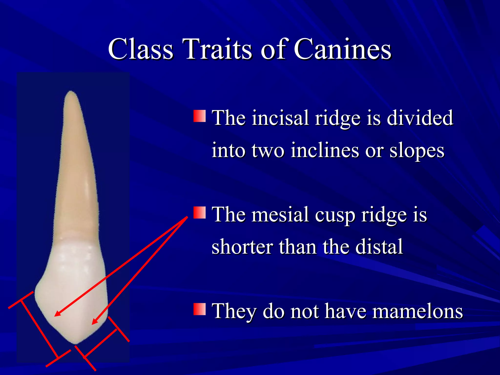Maxillary and Mandibular Canines | PPT