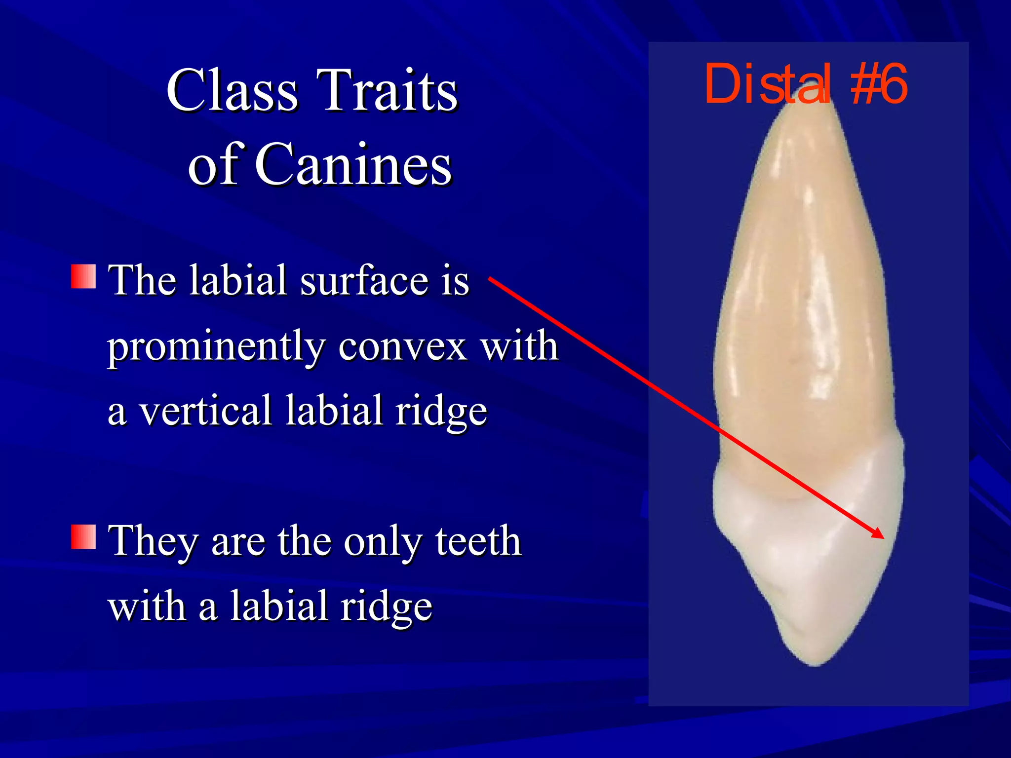 Maxillary and Mandibular Canines | PPT