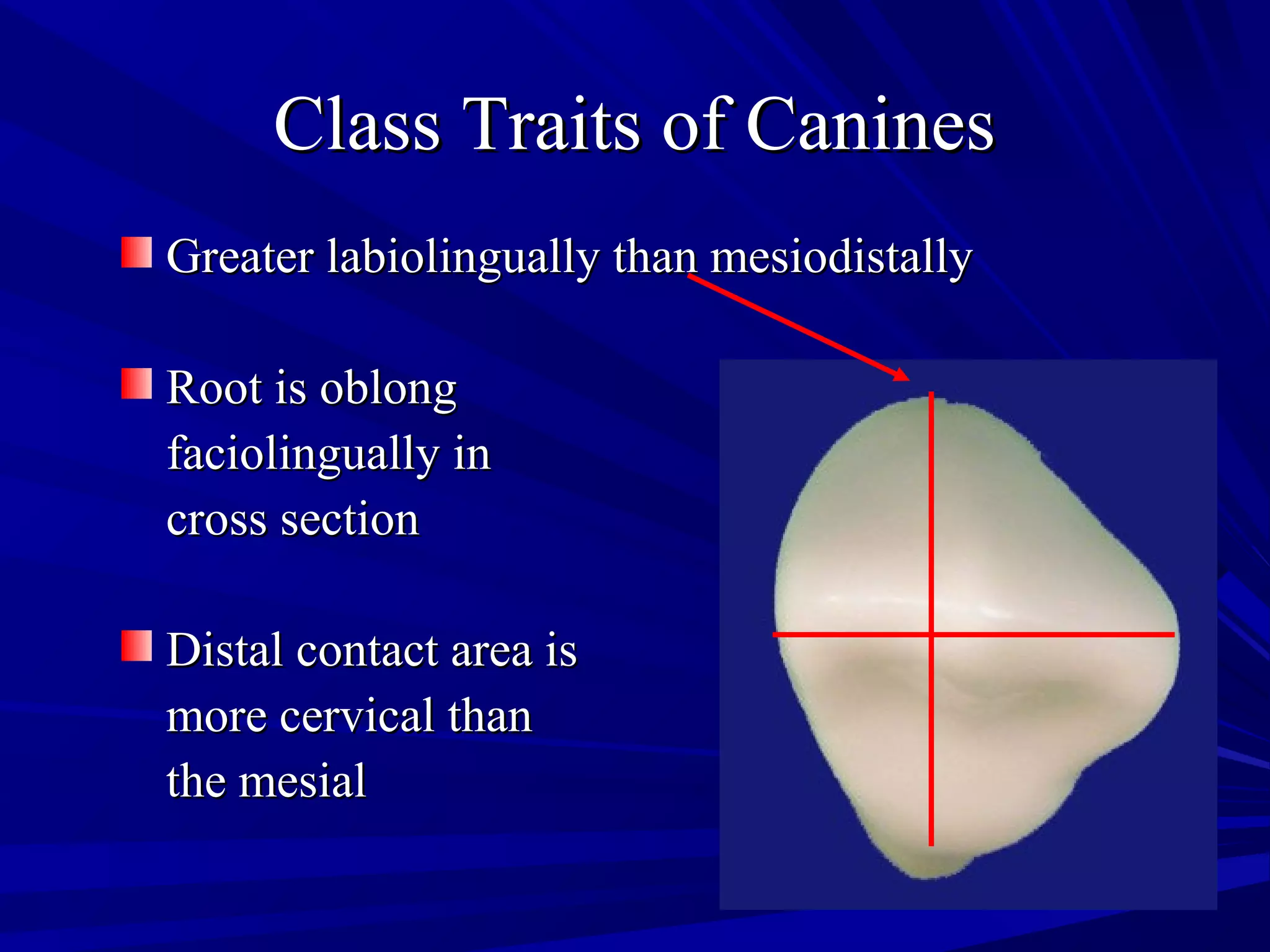 Maxillary and Mandibular Canines | PPT