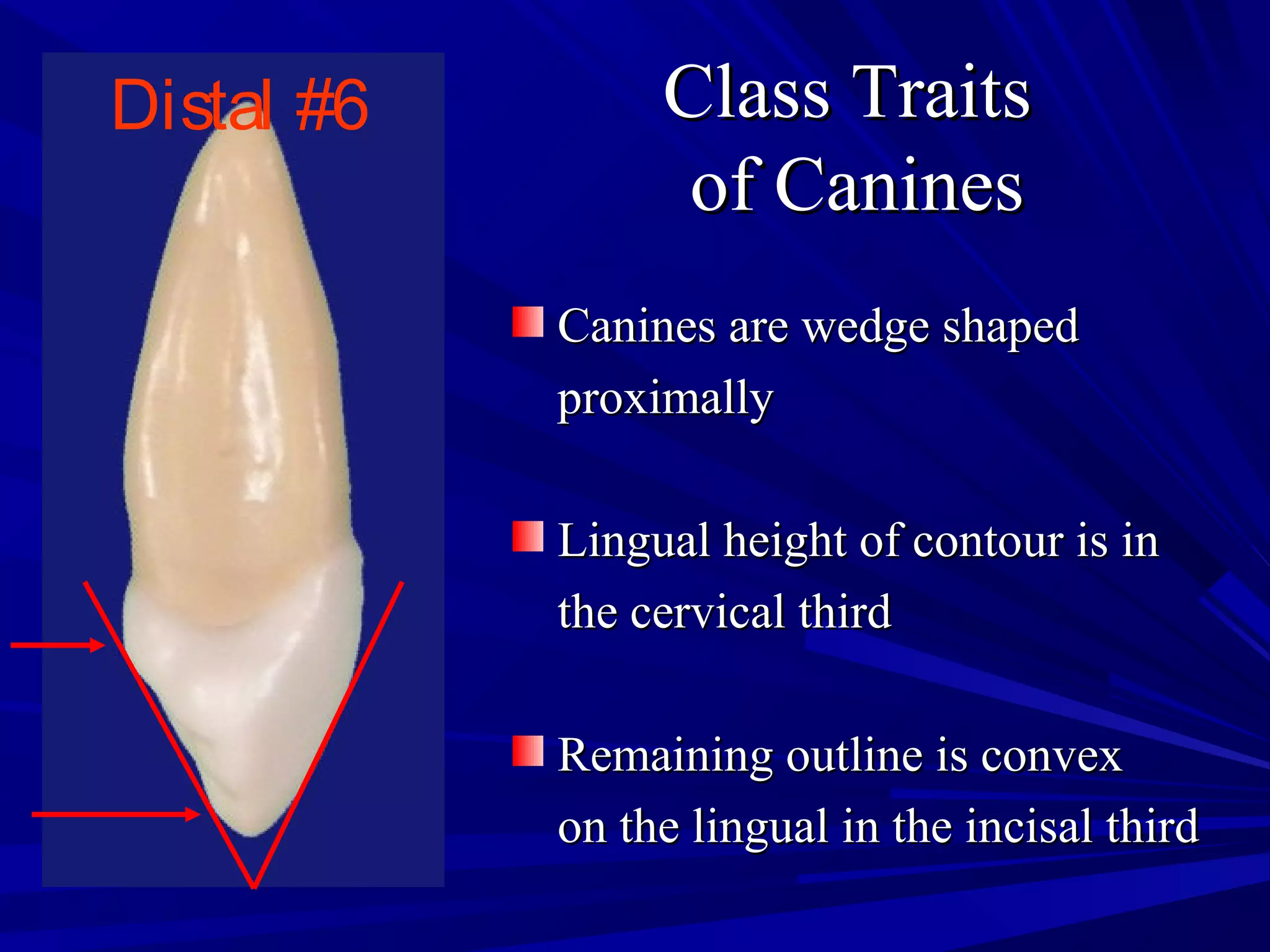 Maxillary and Mandibular Canines | PPT