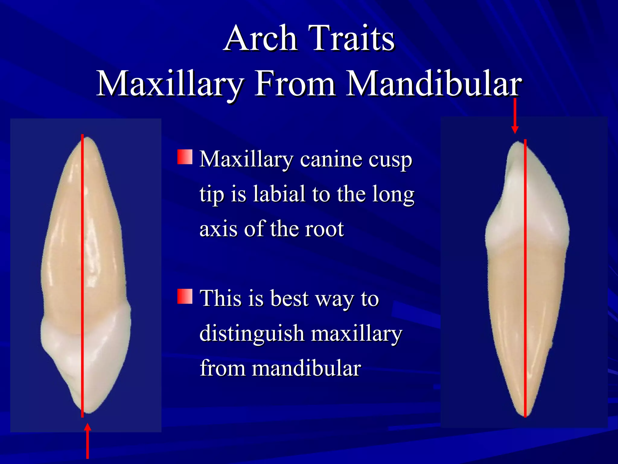 Maxillary and Mandibular Canines | PPT