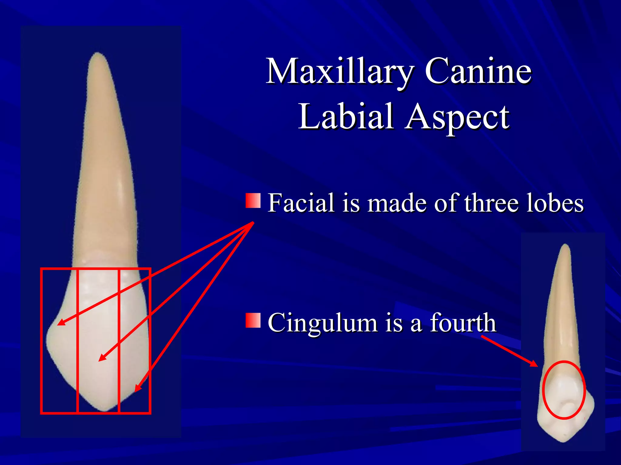 Maxillary and Mandibular Canines | PPT