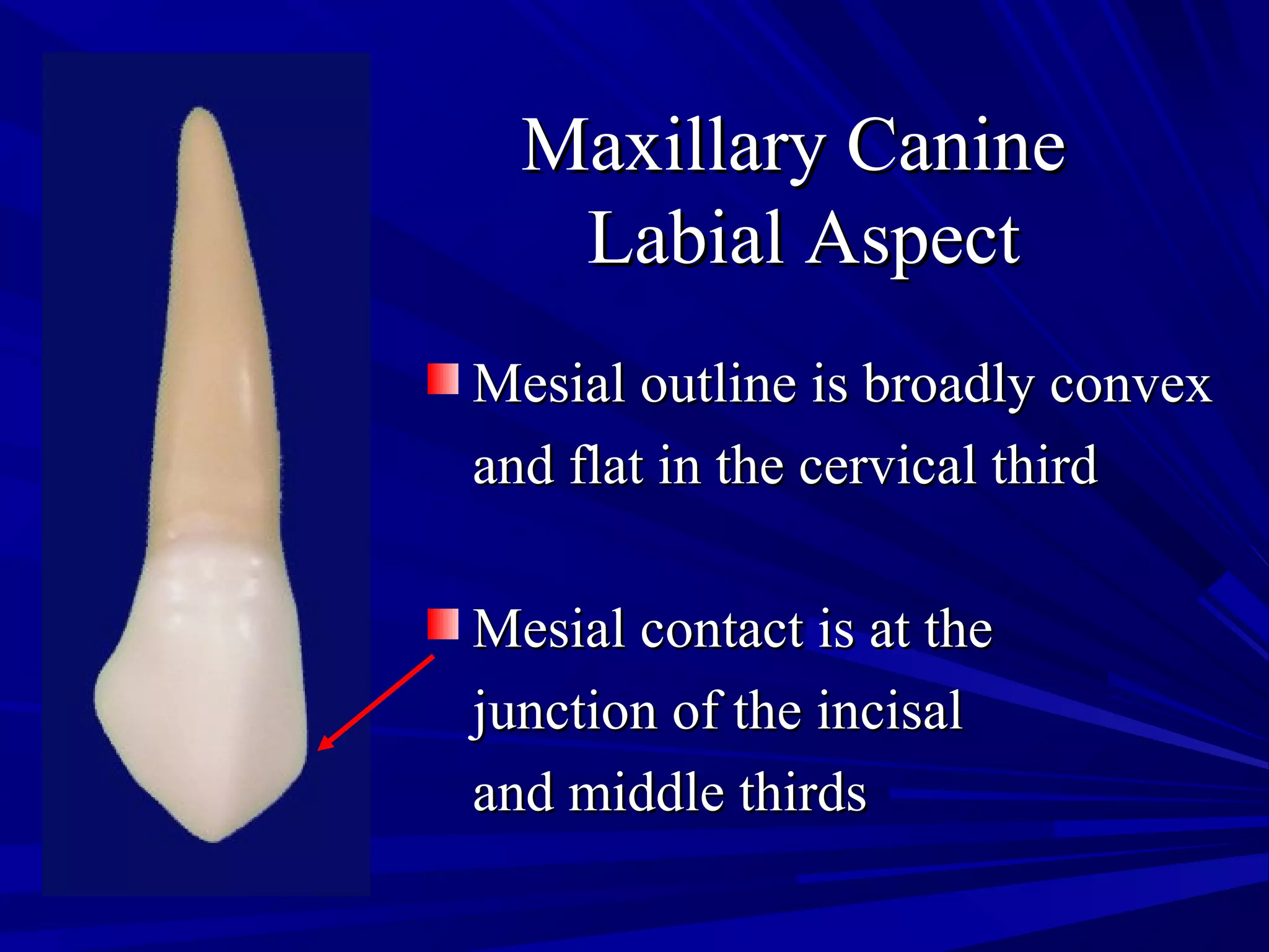 Maxillary and Mandibular Canines | PPT