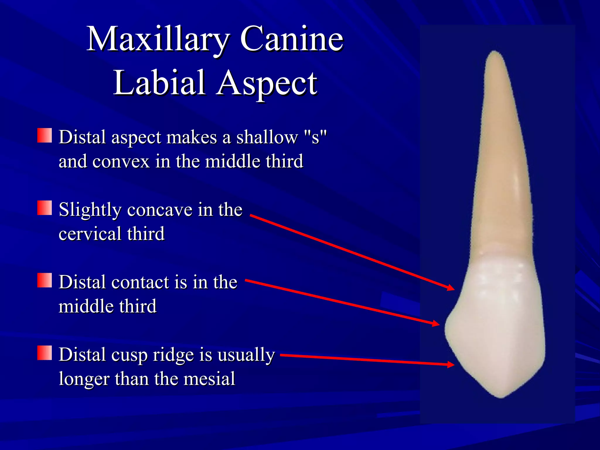 Maxillary and Mandibular Canines | PPT
