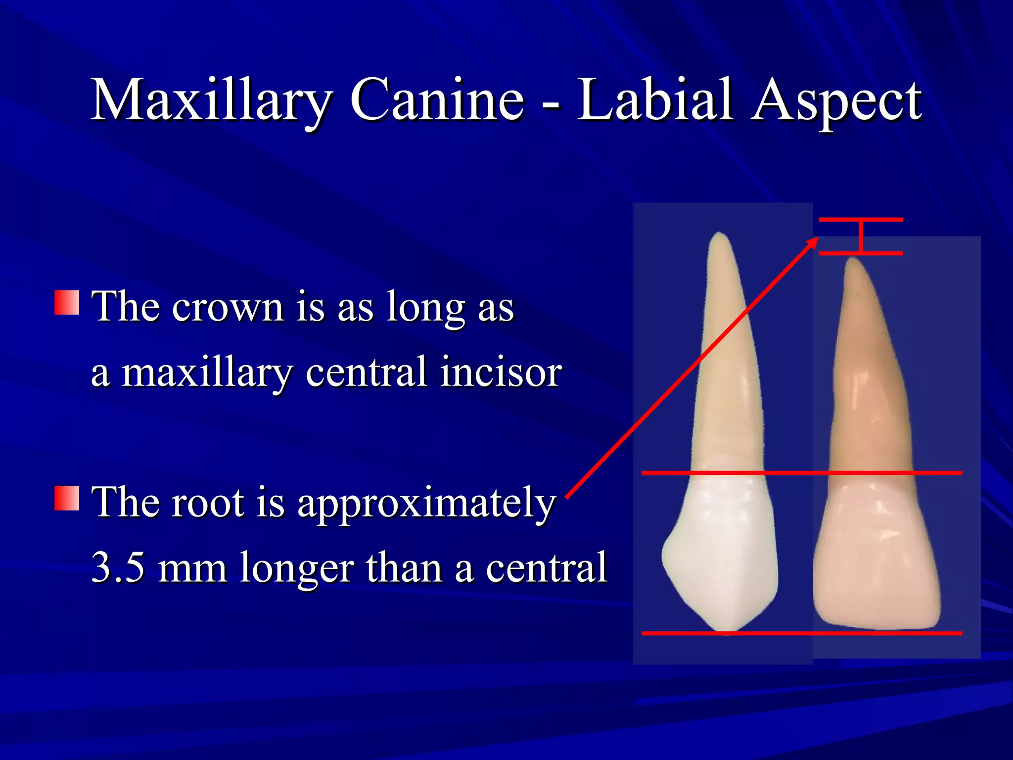 Maxillary and Mandibular Canines | PPT