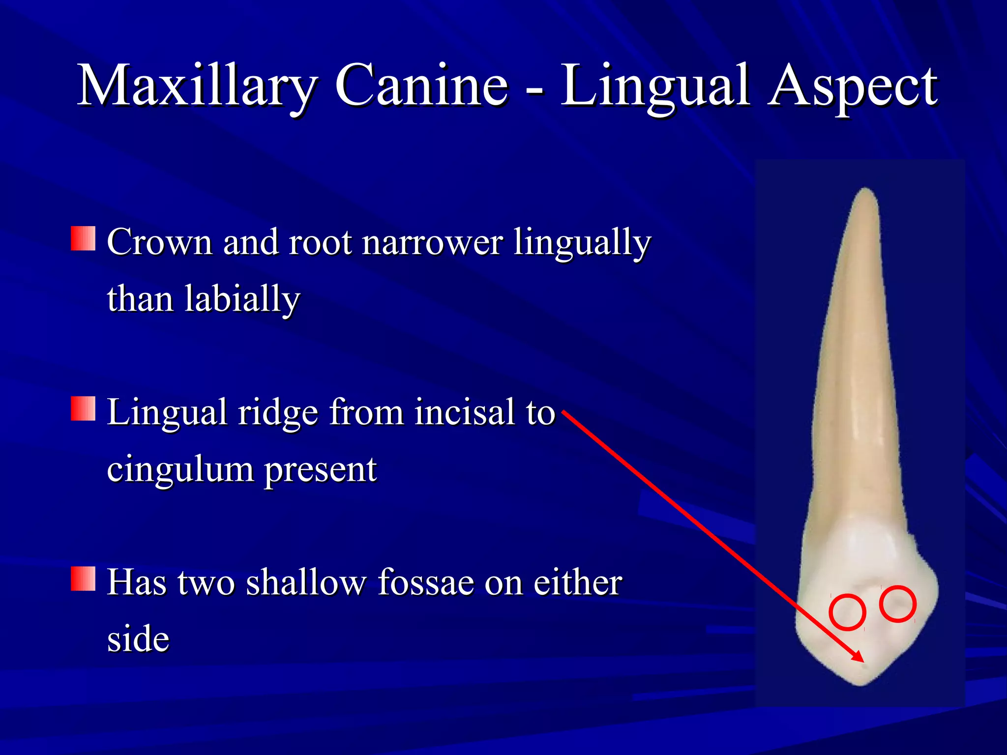 Maxillary and Mandibular Canines | PPT
