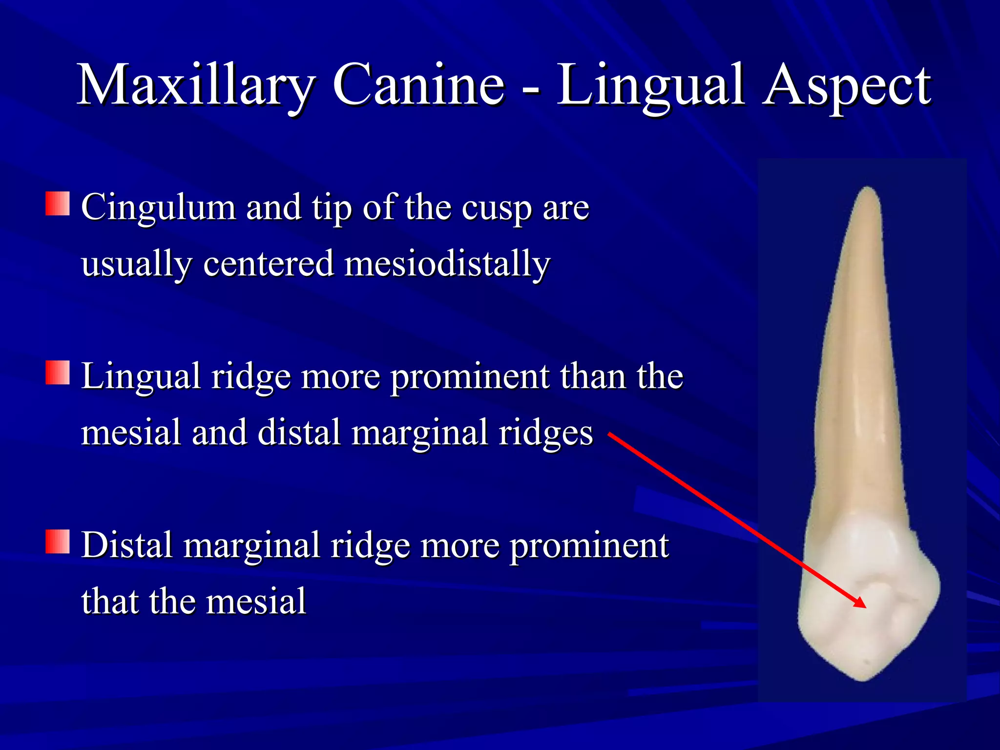 Maxillary and Mandibular Canines | PPT