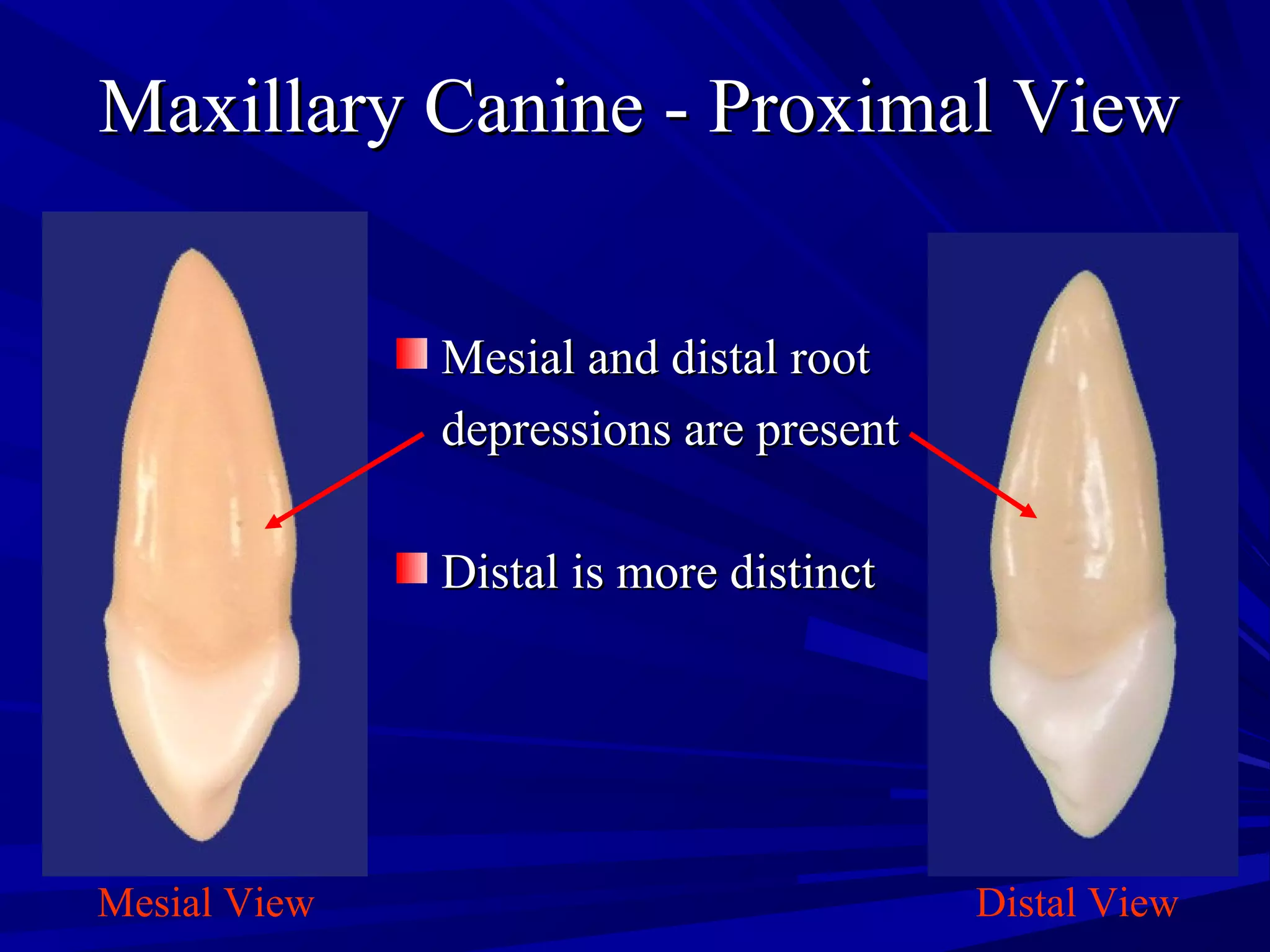 Maxillary and Mandibular Canines | PPT