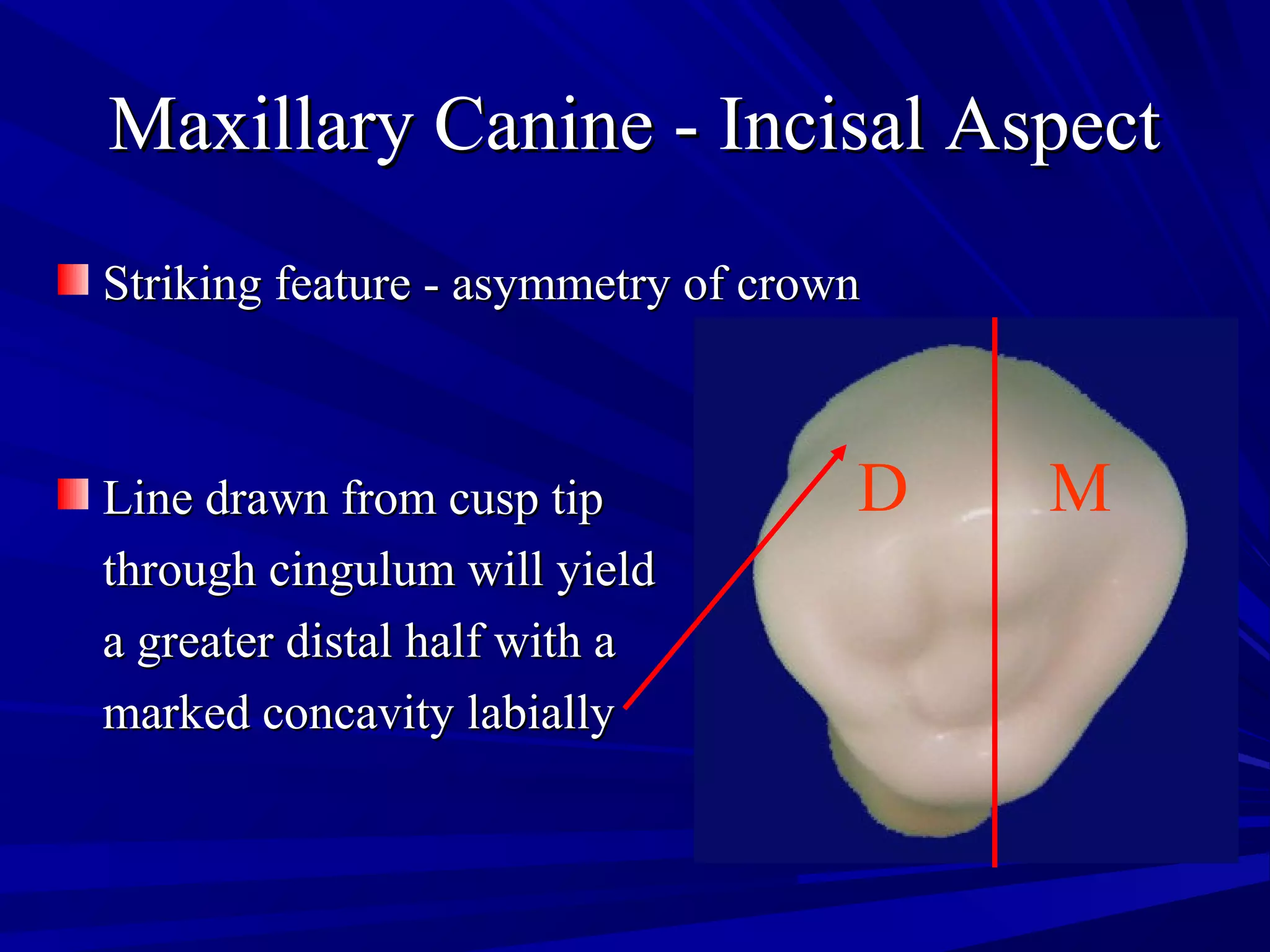 Maxillary and Mandibular Canines | PPT
