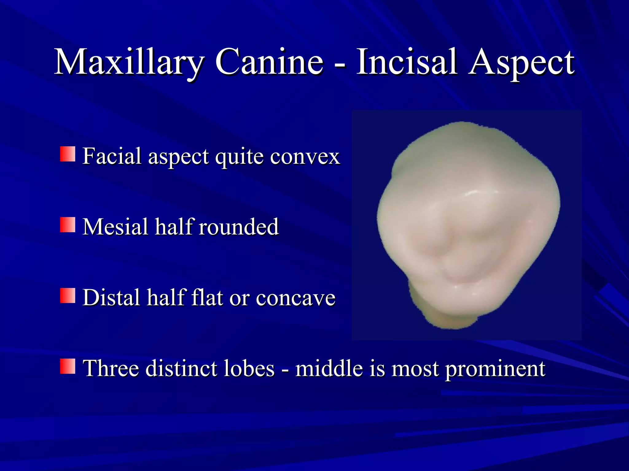 Maxillary and Mandibular Canines | PPT