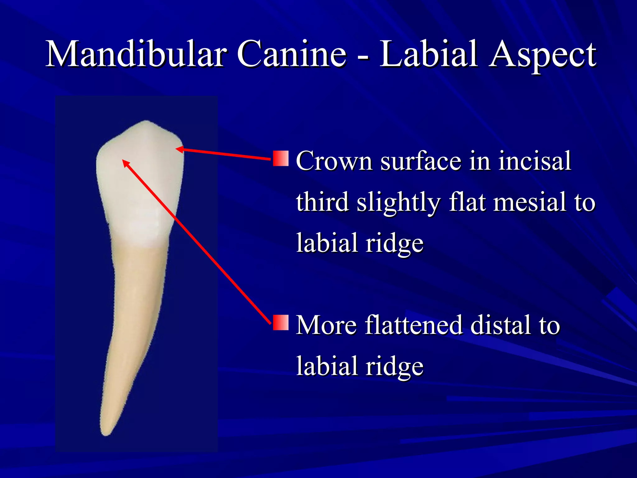 Maxillary and Mandibular Canines | PPT