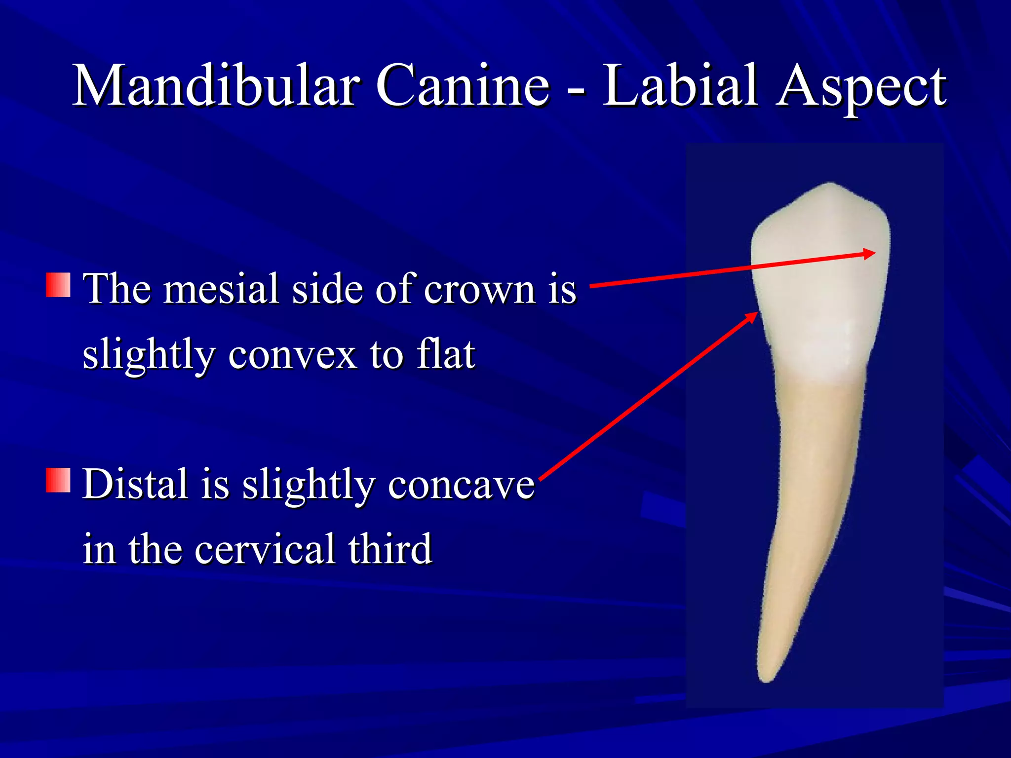 Maxillary and Mandibular Canines | PPT