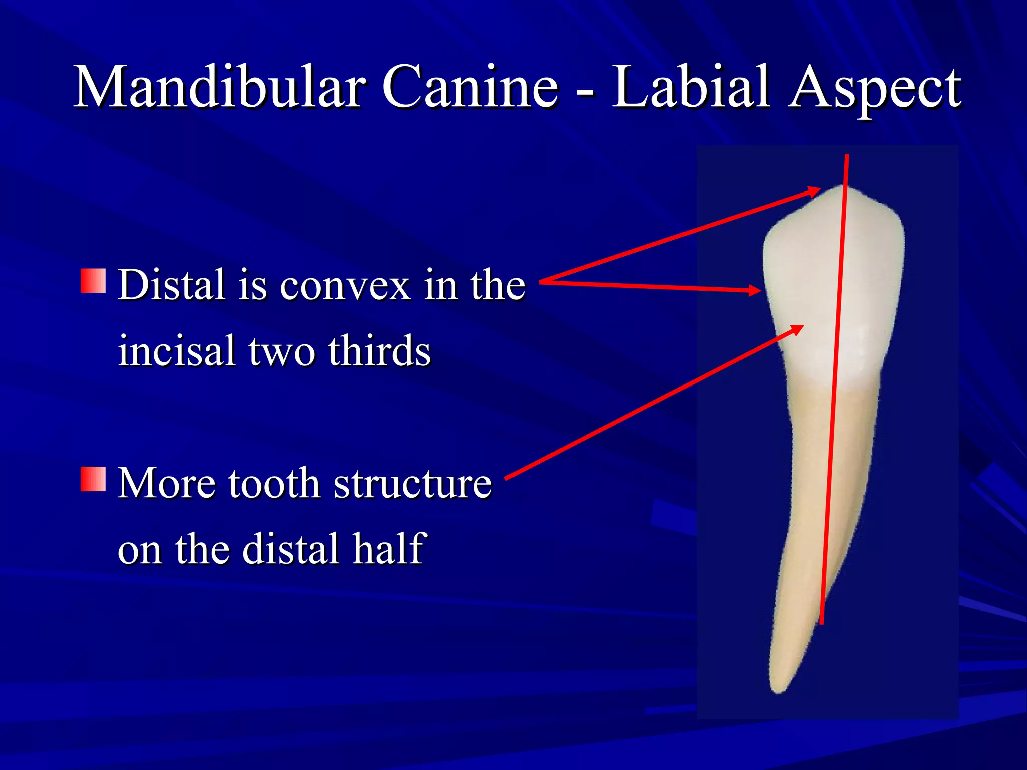 Maxillary and Mandibular Canines | PPT